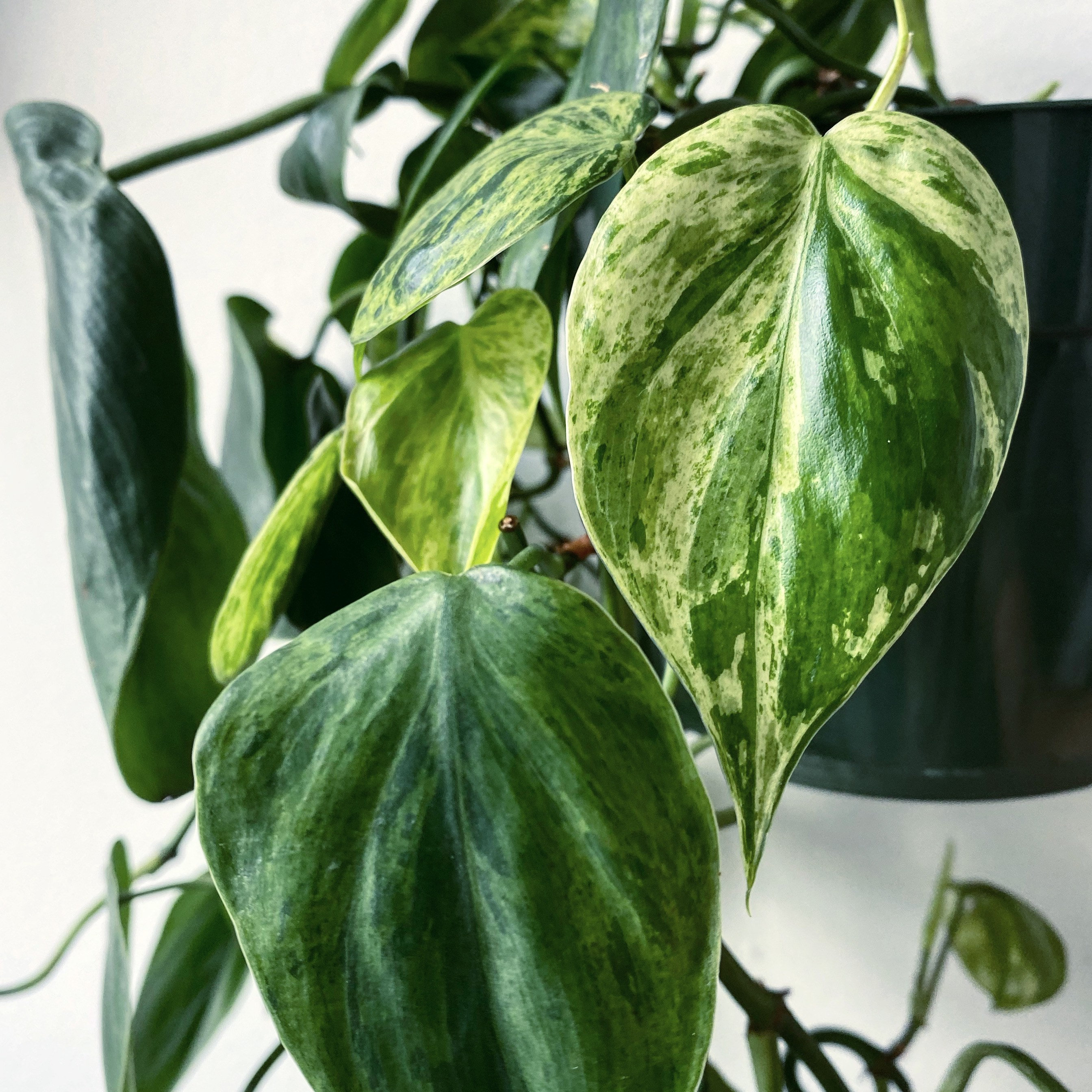 Variegated Heart Leaf Philodendron - craibas.al.gov.br