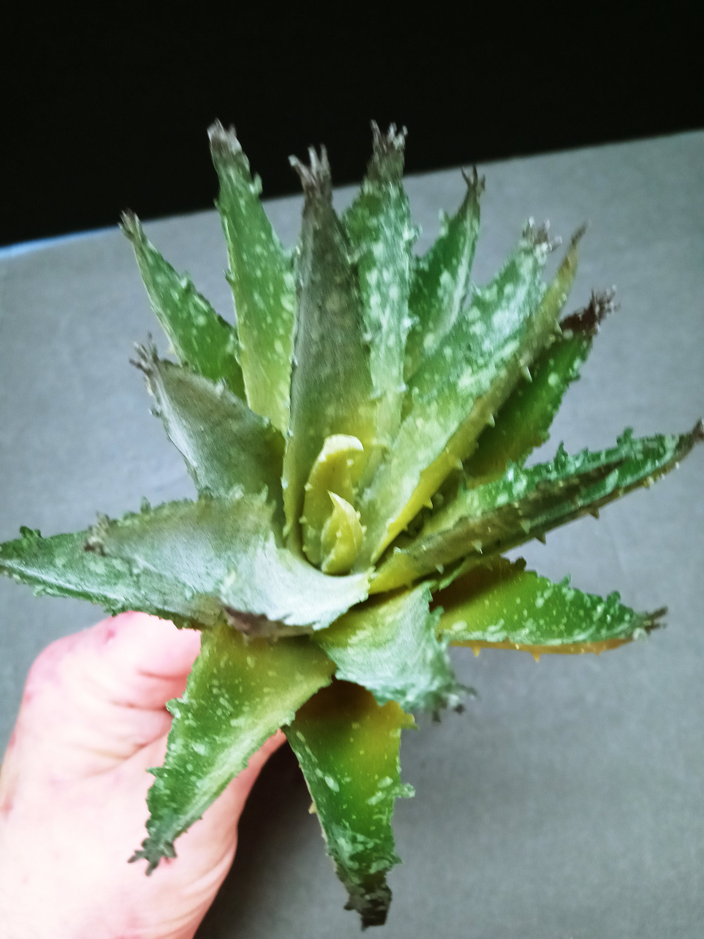 Artificial Mini Aloe plant succulents CM3111GR | Etsy
