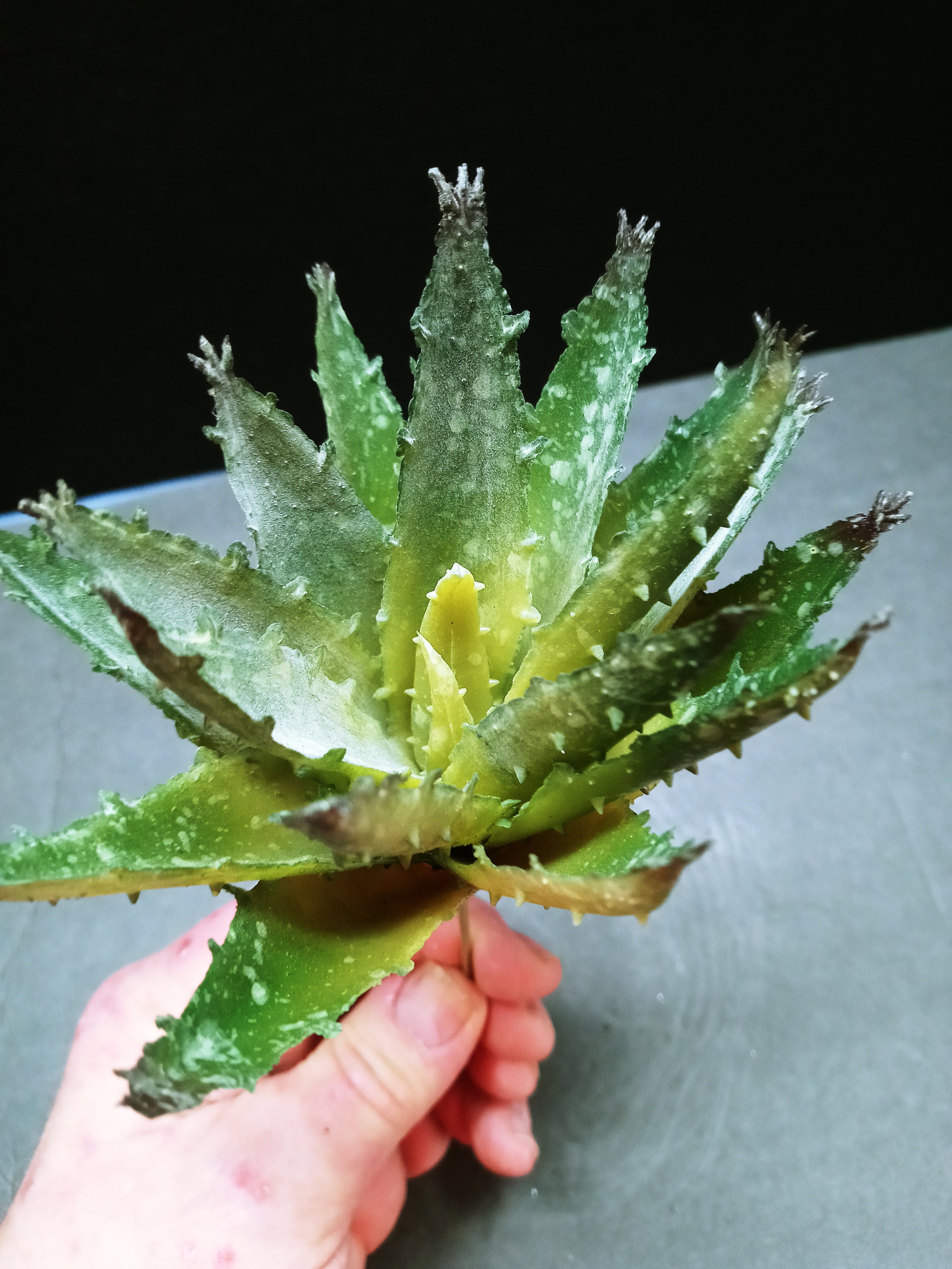 Artificial Mini Aloe plant succulents CM3111GR | Etsy