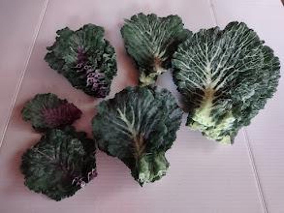 60 Artificial Cabbage Leaves - Etsy