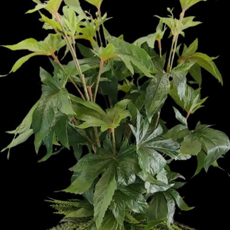 Fake Marijuana Plant - Etsy