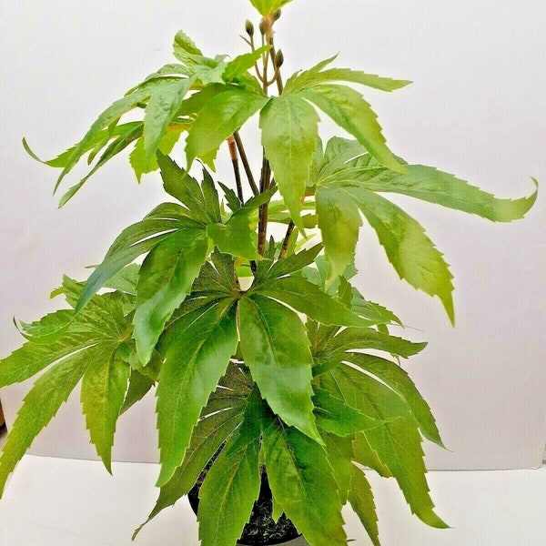 Fake Marijuana Plant - Etsy