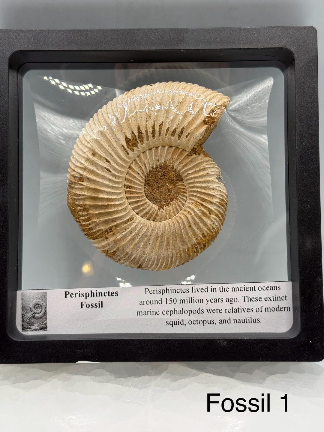 Perisphinctes Fossil in 3D Floating Display Frame - Etsy