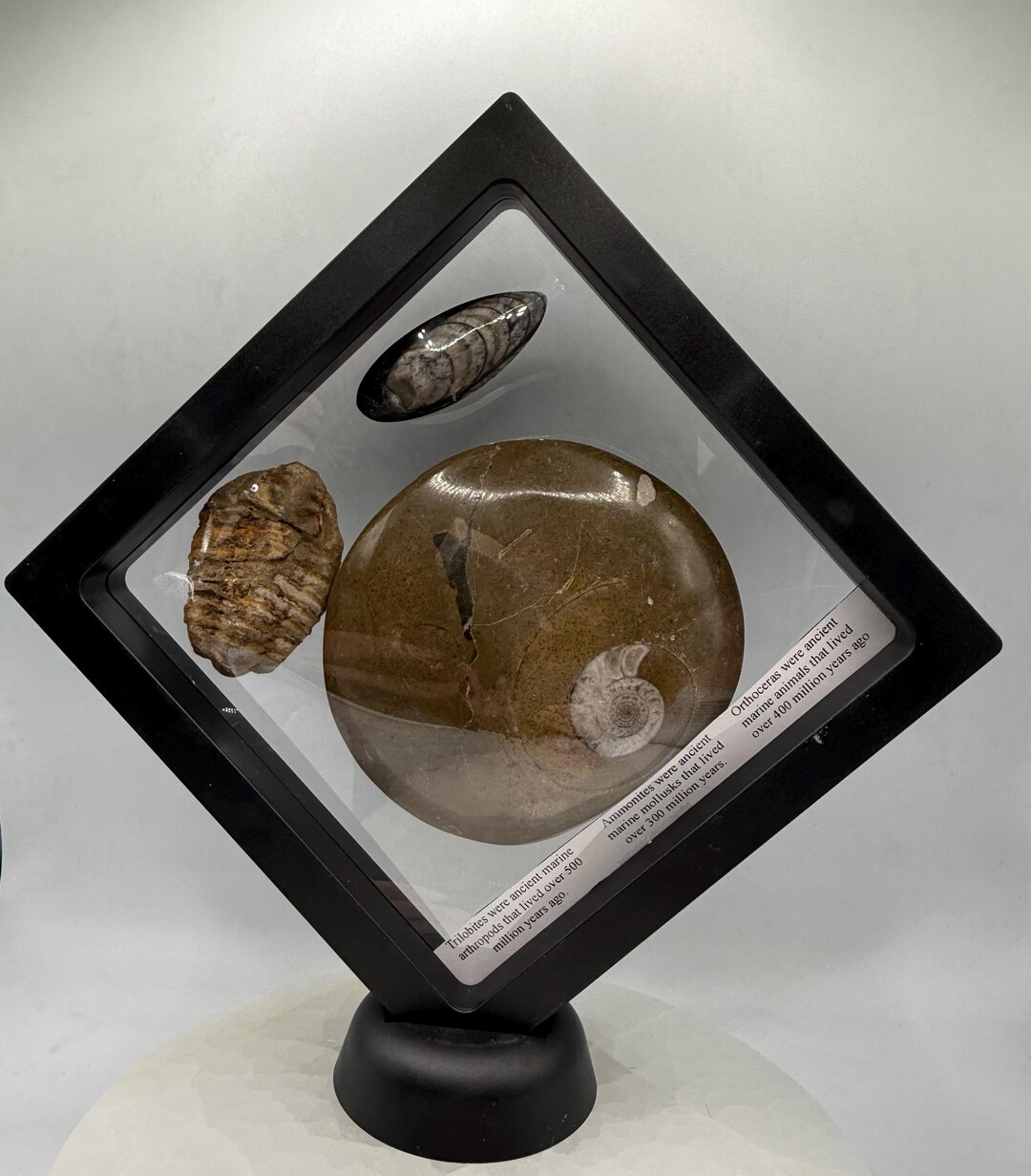 Fossil Collection in 3D Floating Display Frames (trilobite, Ammonite ...