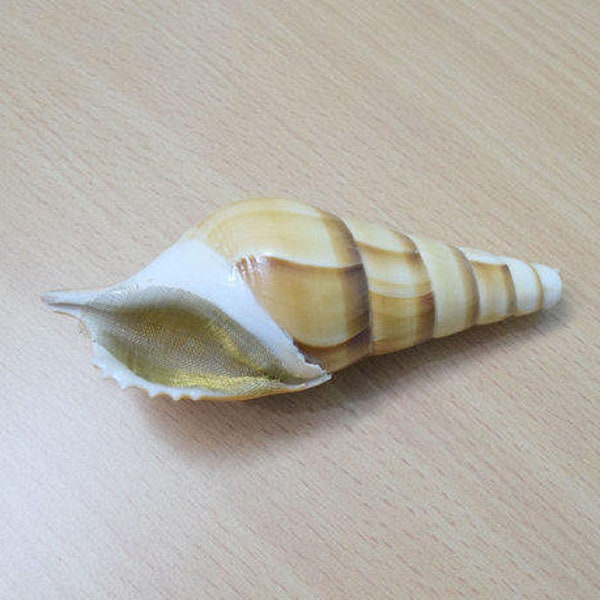 Shell Pipe - Etsy