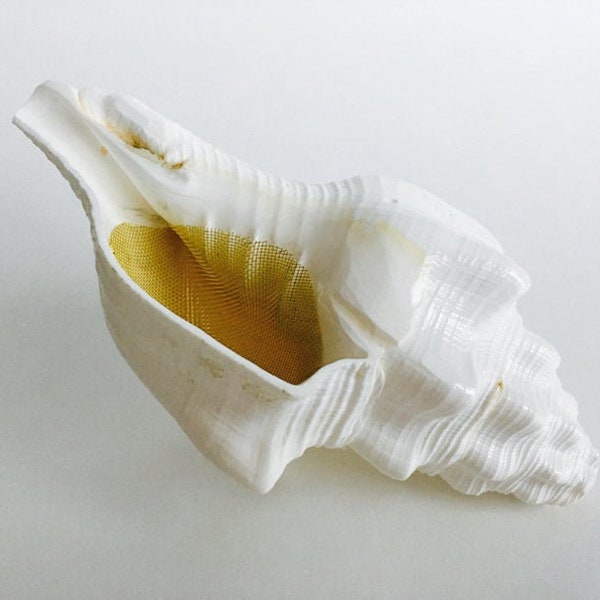 Seashell Pipe - Etsy