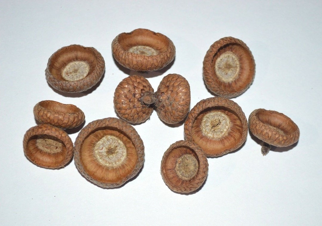 Oak Acorn Caps, Craft Materials Organic From Nature Wood Raw Materials ...