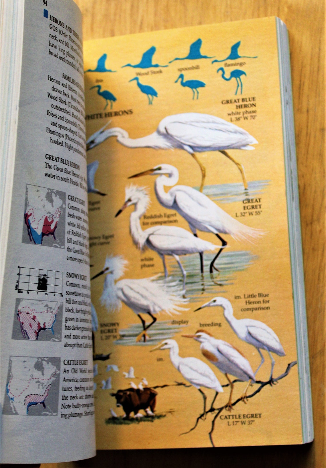 Vintage 1983 A Golden Guide to Field Identification Birds of | Etsy
