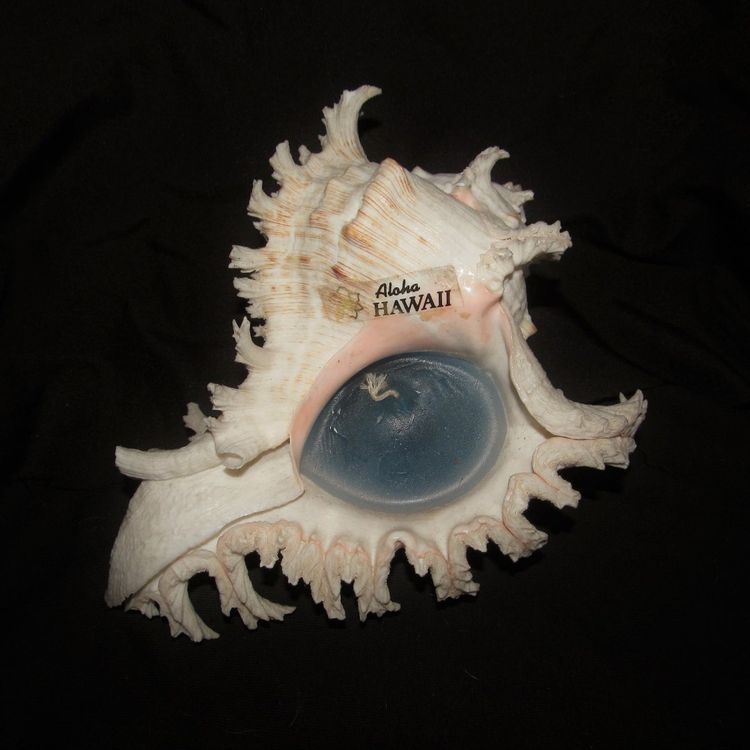 Stunning Natural Spiked Conch Seashell Shell LARGE Nautical Tropical ...