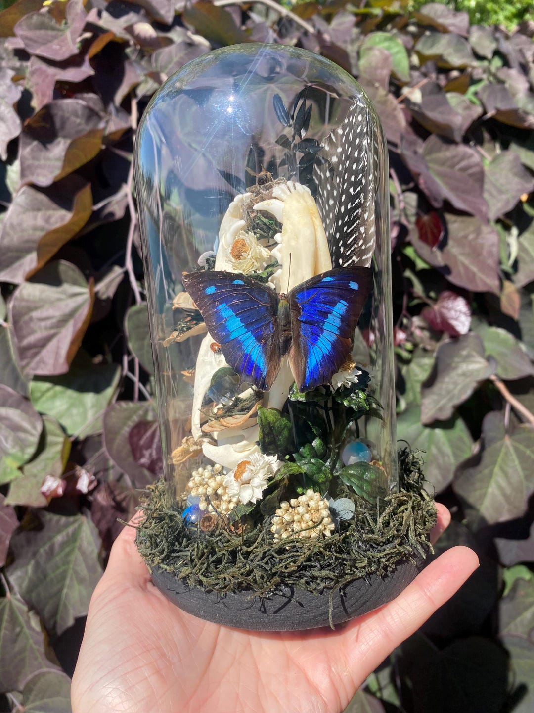 Fox Skull, Blue Winged Butterfly, Turkey Tail Mushrooms, Pair of Lady ...