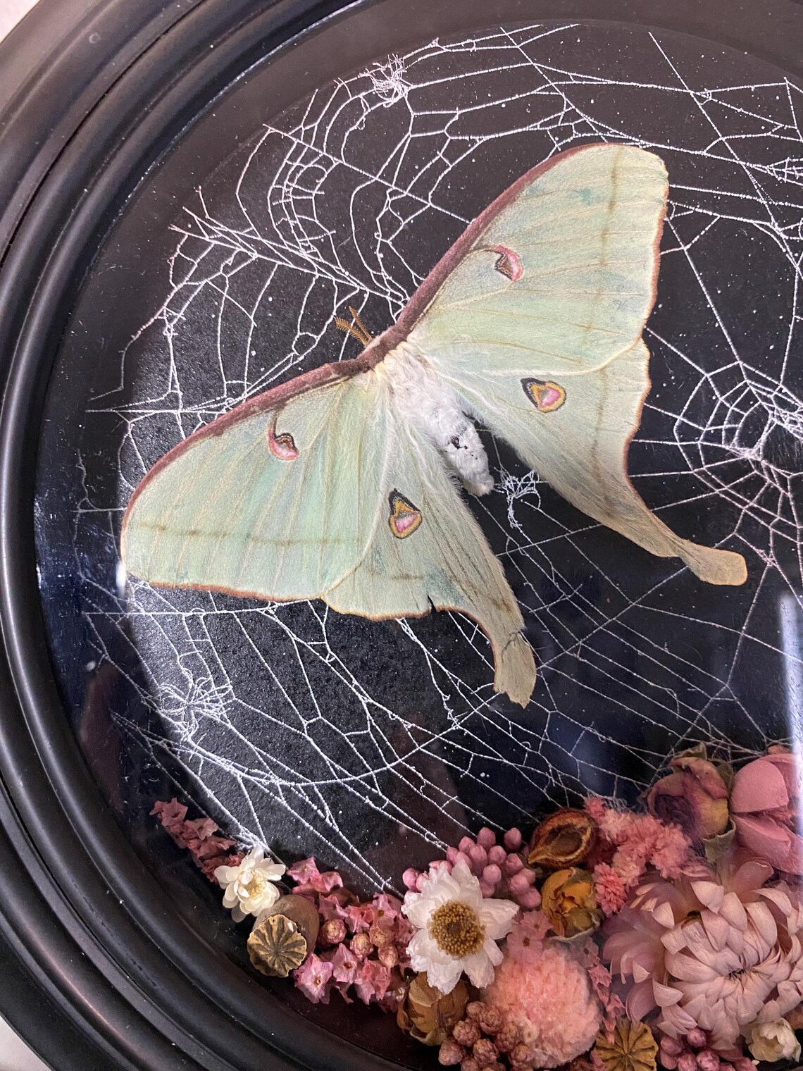 Luna Moth, Real Preserved Spider Web and Dried Florals - Etsy