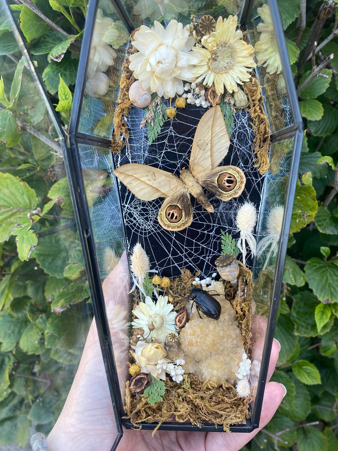 Oddities, Curiosity, Glass Coffin, Gothic Home Decor, Entomology ...