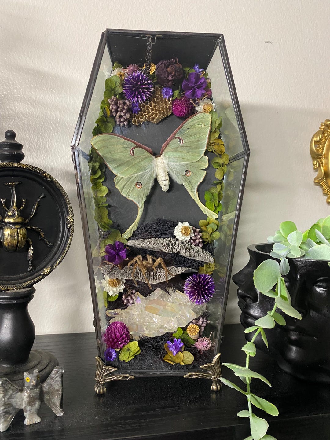 Luna Moth and Male Huntsman Spider Terrarium. Glass Coffin, Mushroom ...