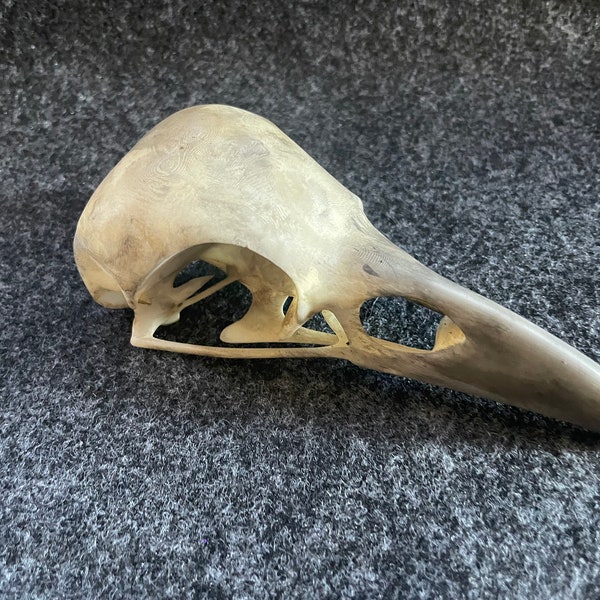 Real Crow Skull - Etsy