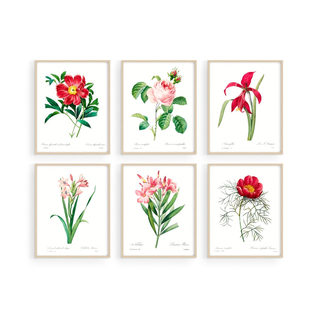 Vintage Flower Posters - Set of 6 - Botanical Print, Flower Poster ...