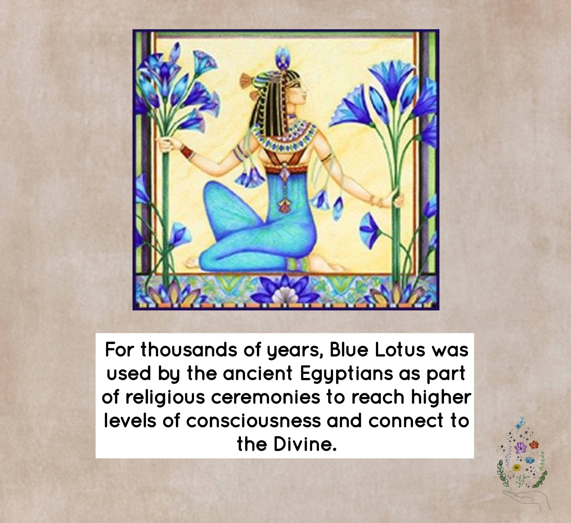 Blue Lotus Drops Lucid Dreams Tincture Organic Blue Lotus | Etsy Canada