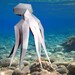 OCTOPUS_LOW_POLY - Etsy