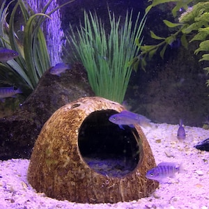 Aquarium Cave Coconut Shell Cave / Hide, Pleco Cave, Shrimp Cave ...