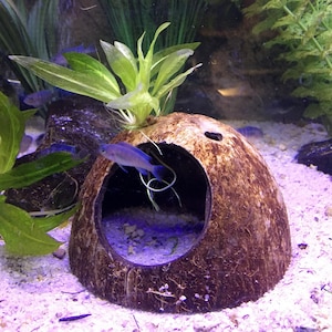 Aquarium Cave Coconut Shell Cave / Hide, Pleco Cave, Shrimp Cave ...