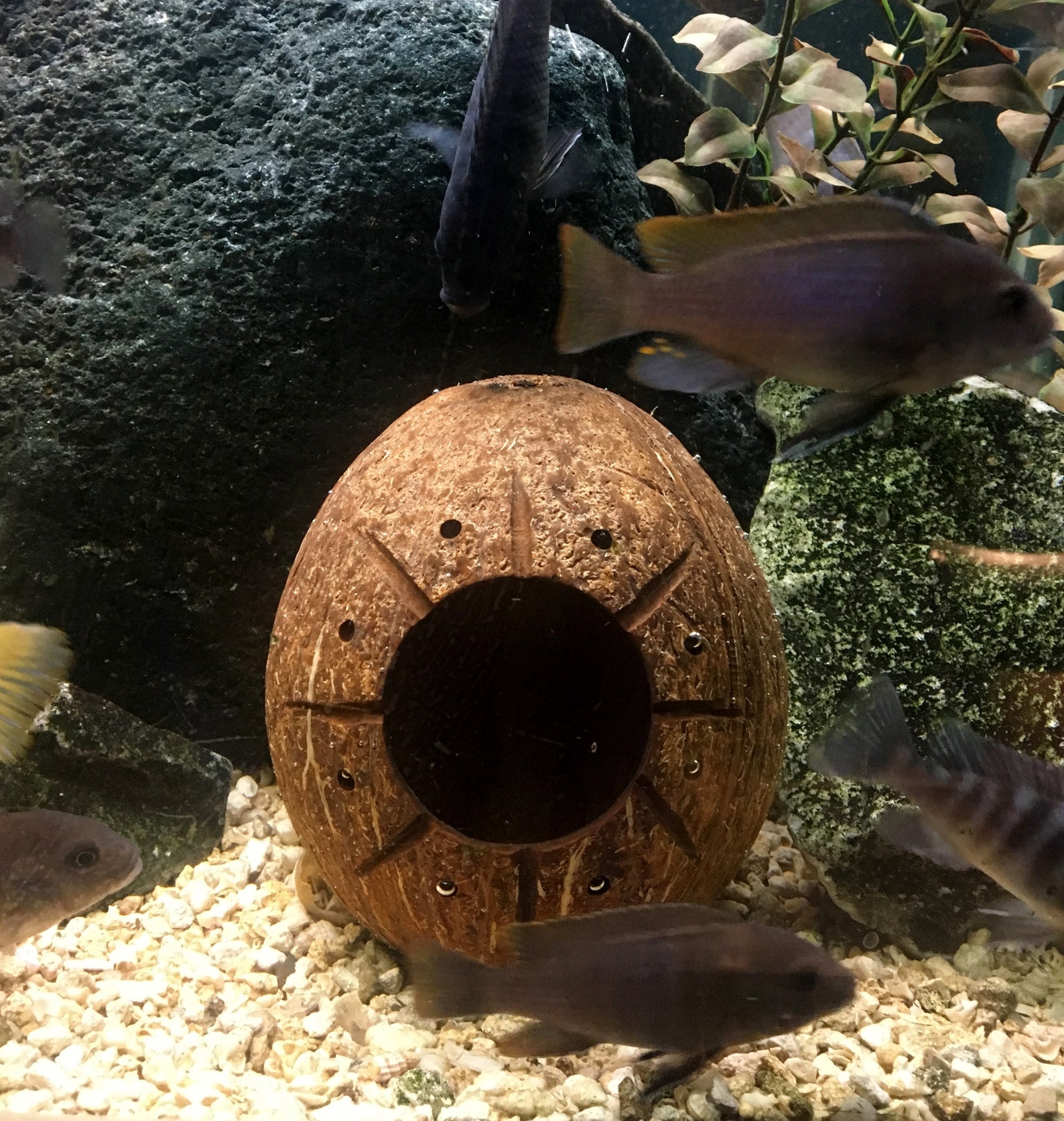 Aquarium Coconut Cave With Sunburst Carving One Hole or Two - Etsy ...