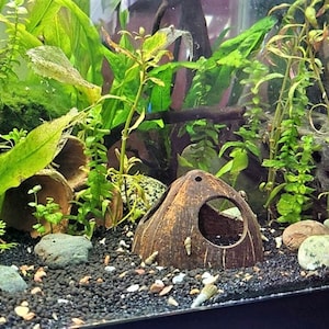 3 Hole Aquarium Cave Coconut Shell Cave / Hide, Betta Cave, Pleco Cave ...