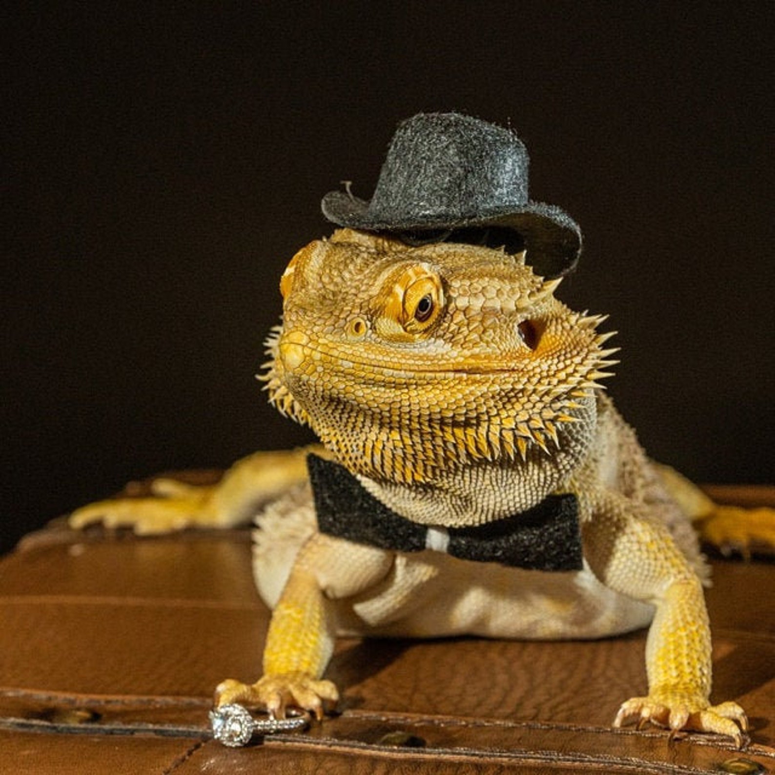 Bearded Dragon Hat and Bow Tie for Adult Bearded Dragon - Etsy