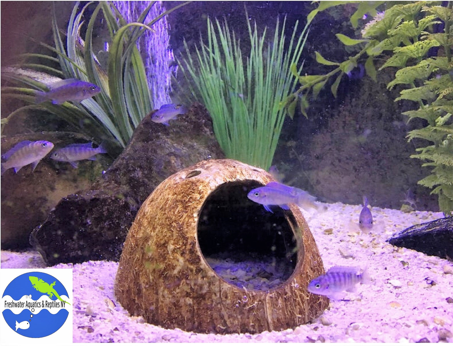 Aquarium Cave Coconut Shell Cave / Hide Pleco Cave Shrimp - Etsy