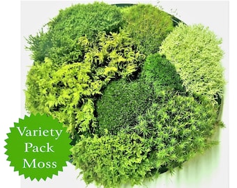 Live Moss Terrarium - Etsy