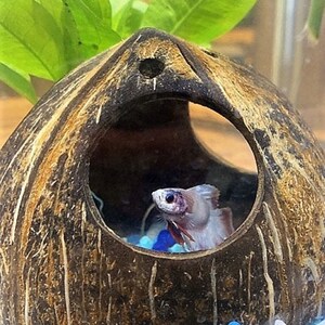 3 Hole Aquarium Cave Coconut Shell Cave / Hide, Betta Cave, Pleco Cave ...
