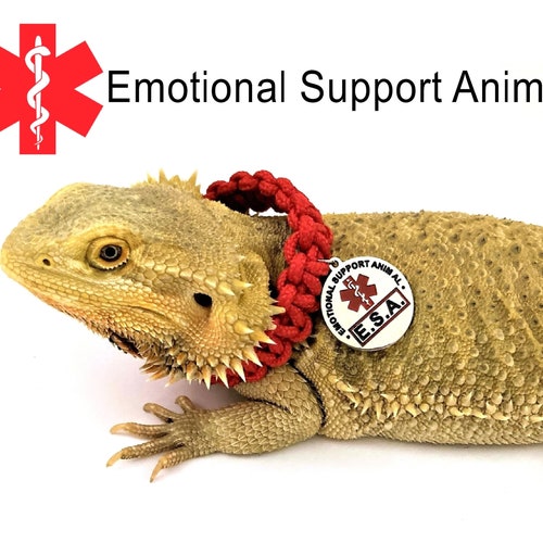 Bearded Dragon Sculpture - Etsy