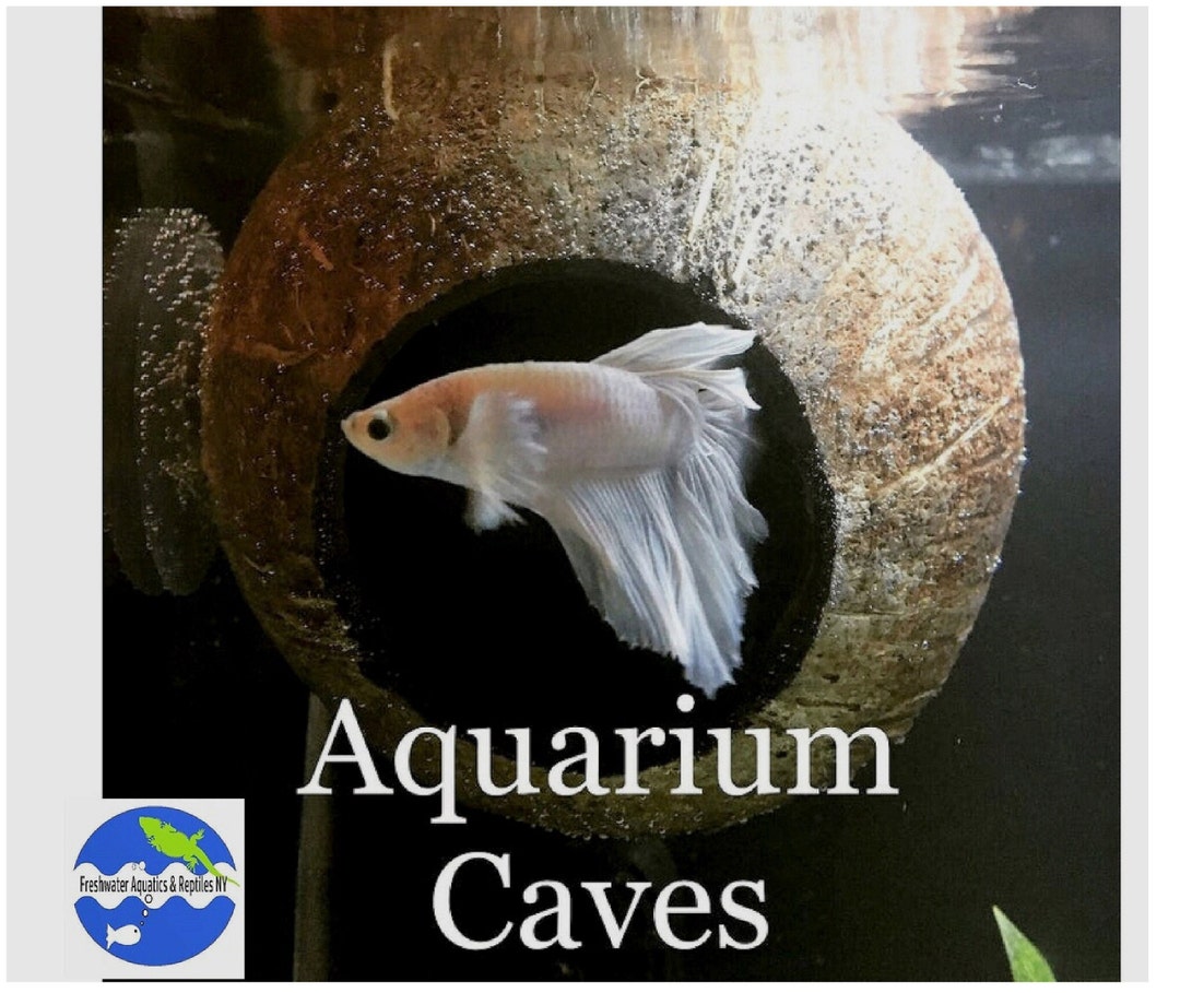 Natural Coconut Aquarium Cave: Betta, Cichlid, Shrimp Hideout - Etsy