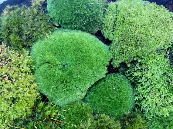 Moss Gardens Live Fresh Moss Variety Pack Fresh Picked for Terrariums ...