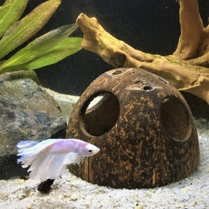 3 Hole Aquarium Cave Coconut Shell Cave / Hide, Betta Cave, Pleco Cave ...