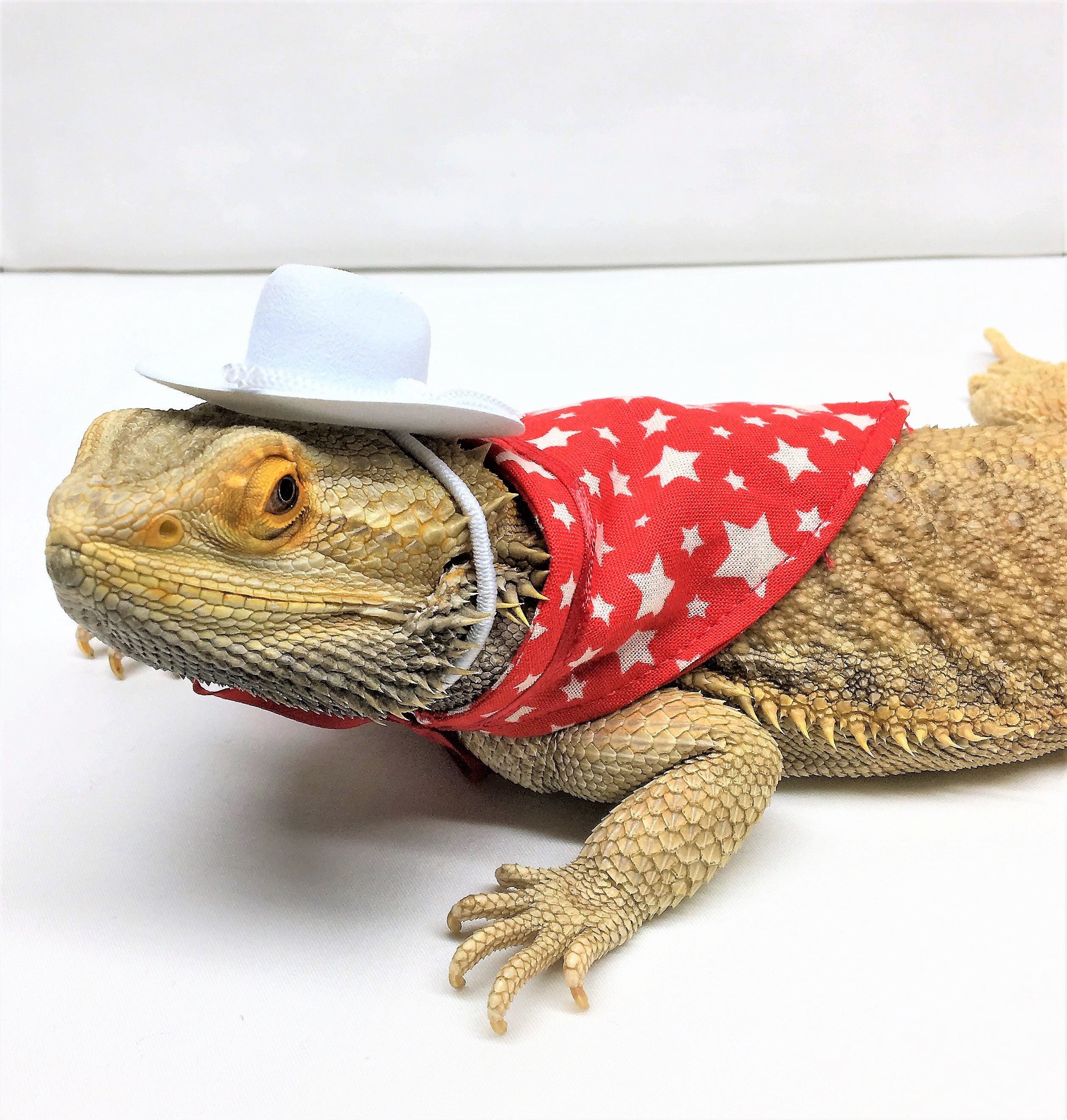 Bearded Dragon Costumes For People