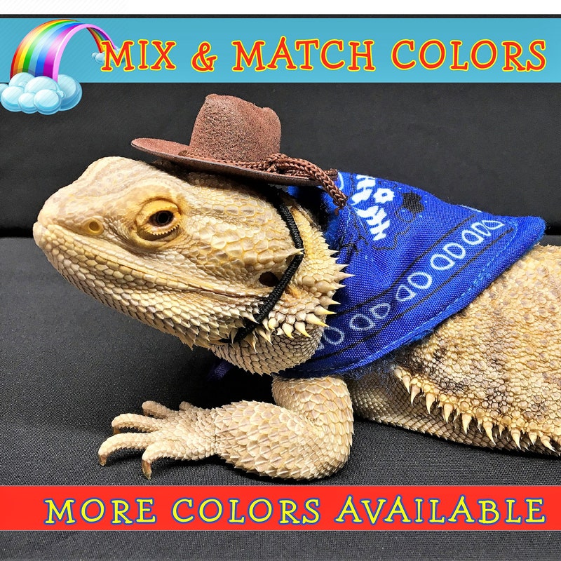 Bearded Dragon Clothes - Etsy