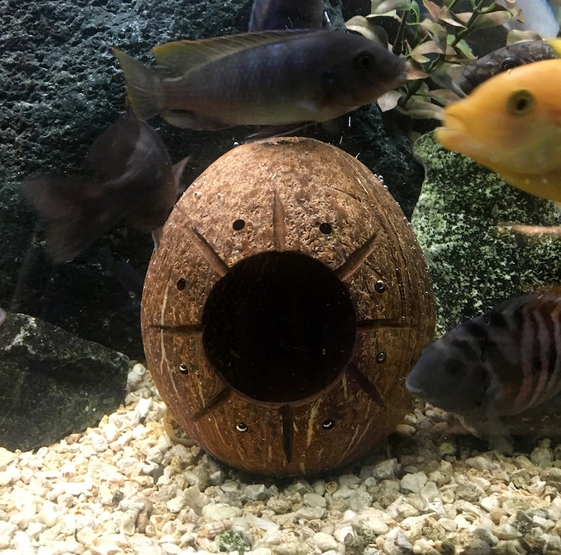 Aquarium Coconut Cave with sunburst carving one hole or two | Etsy