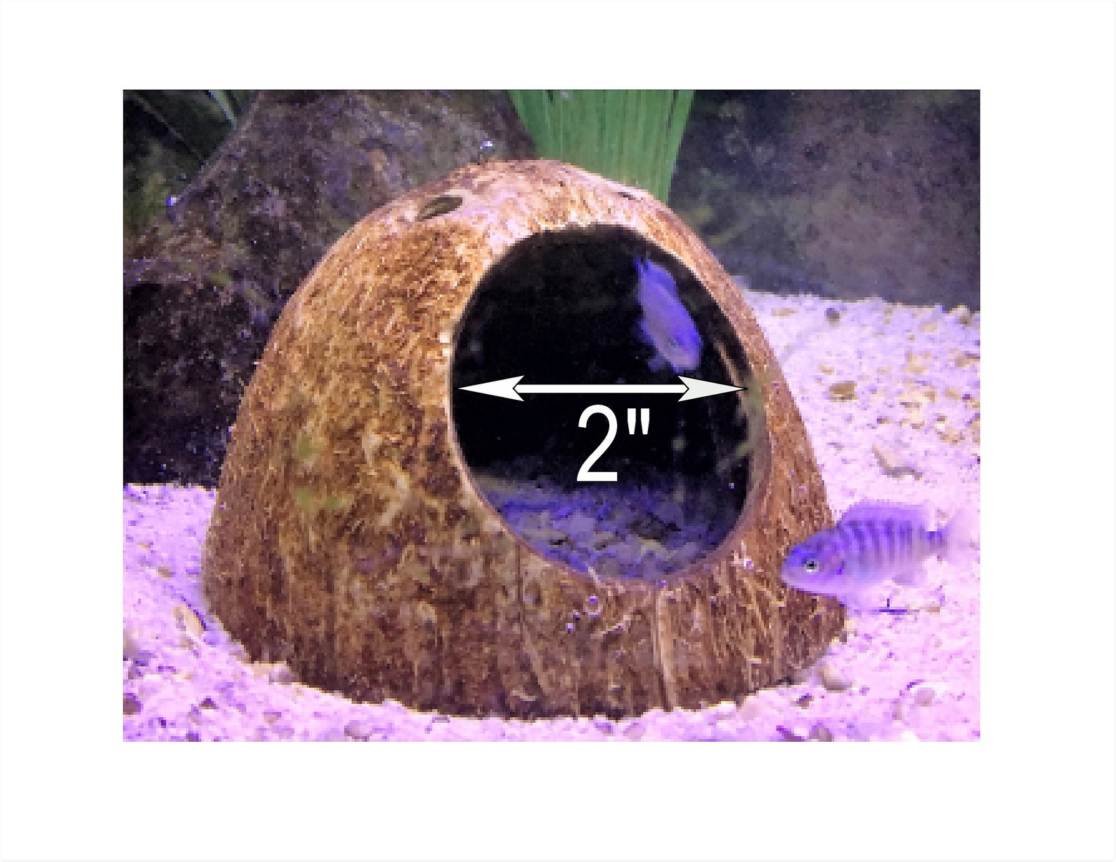 Aquarium Cave Coconut Shell Cave / Hide Pleco Cave Shrimp - Etsy Canada