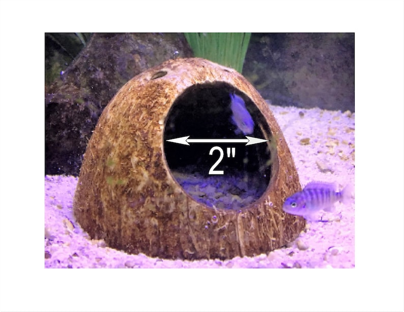 Aquarium Cave Coconut Shell Cave / Hide Pleco Cave Shrimp - Etsy Canada