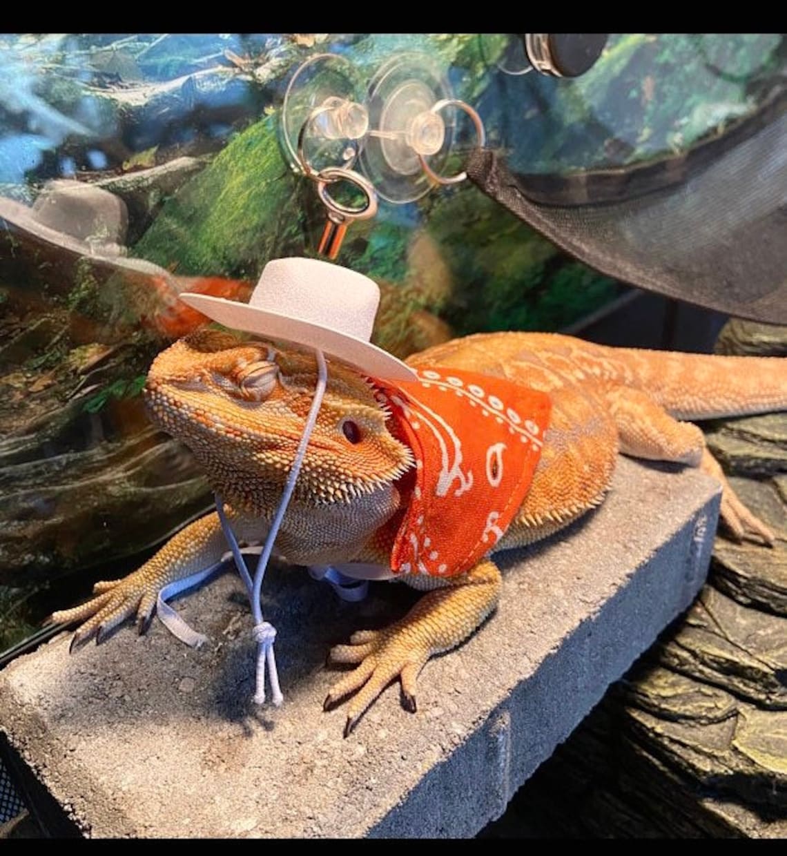 Reptile Costume Cowboy / Cowgirl Bearded Dragon Costume | Etsy