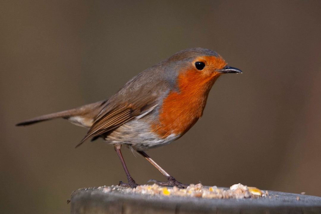 A Closeup Photo of a Robin Feeding - Etsy