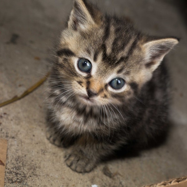 Kitten Photography - Etsy