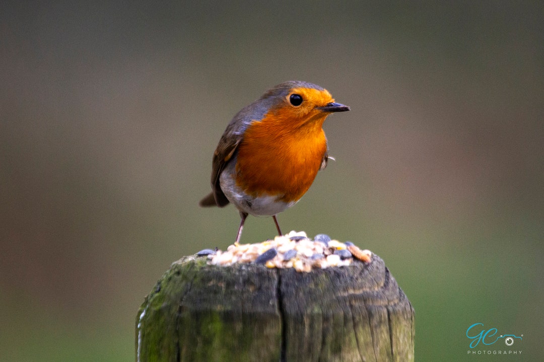 A Closeup Photo of a Robin Bird at Lurgan Park on Fence Post - Etsy