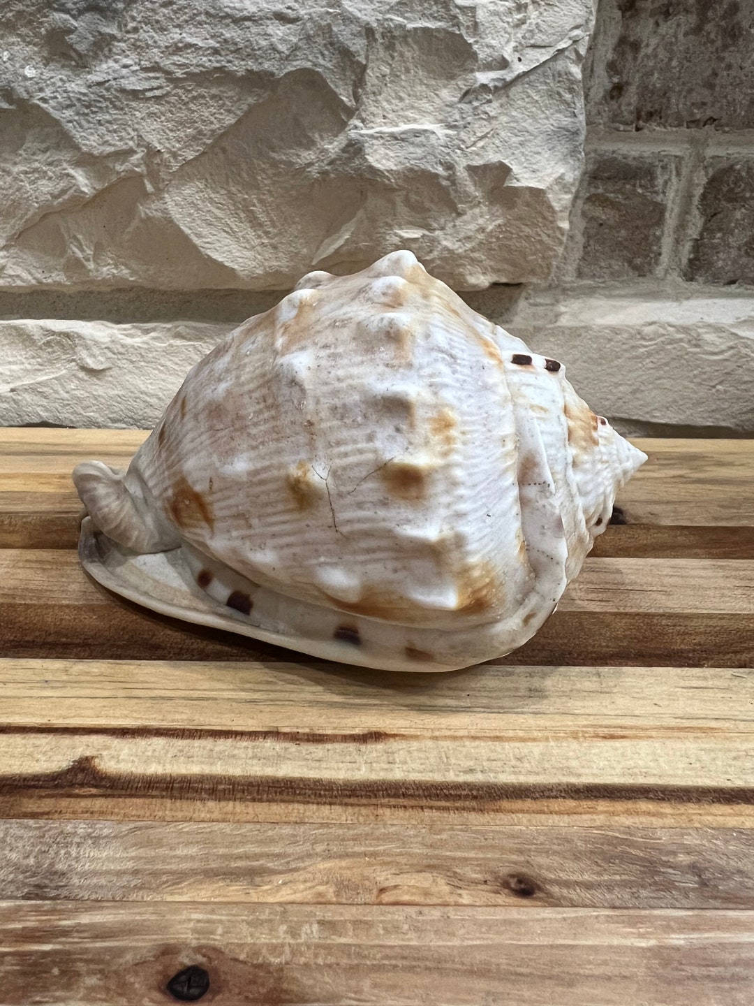 Classic Tuberose Beautiful Shell ~ Big Crab Shell ~ Large Ocean Shell ...