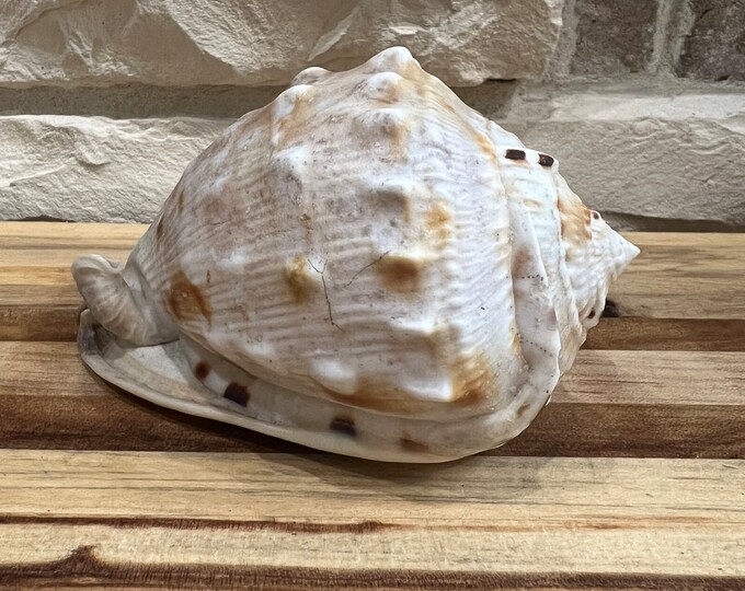 Classic Tuberose Beautiful Shell ~ Big Crab Shell ~ Large Ocean Shell ...