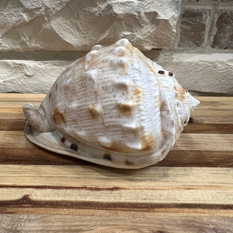 Sea Shell Home Decor - Etsy