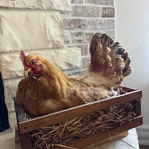 Country Farmhouse Rooster Decor Taxidermy Rooster Unique Home Decor - Etsy
