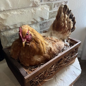 Country Farmhouse Rooster Decor Taxidermy Rooster Unique Home Decor - Etsy
