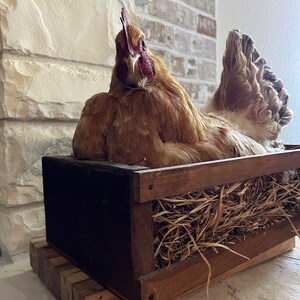 Country Farmhouse Rooster Decor Taxidermy Rooster Unique Home Decor - Etsy