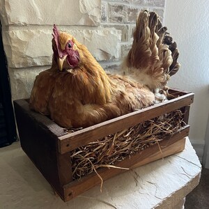 Country Farmhouse Rooster Decor Taxidermy Rooster Unique Home Decor - Etsy