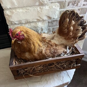 Country Farmhouse Rooster Decor Taxidermy Rooster Unique Home Decor - Etsy